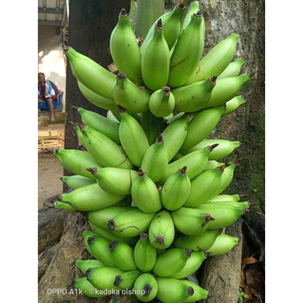 Jual Pisang Muli Fresh 1 Kg Pisang Muli Mentah 1 Sisir Buah Pisang Muli ...