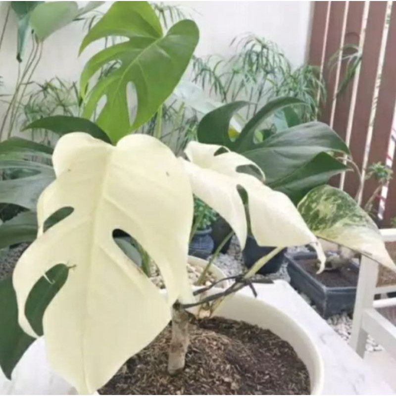 Jual bonggol monstera albino varigata /di sebut ( tera king varigata ...