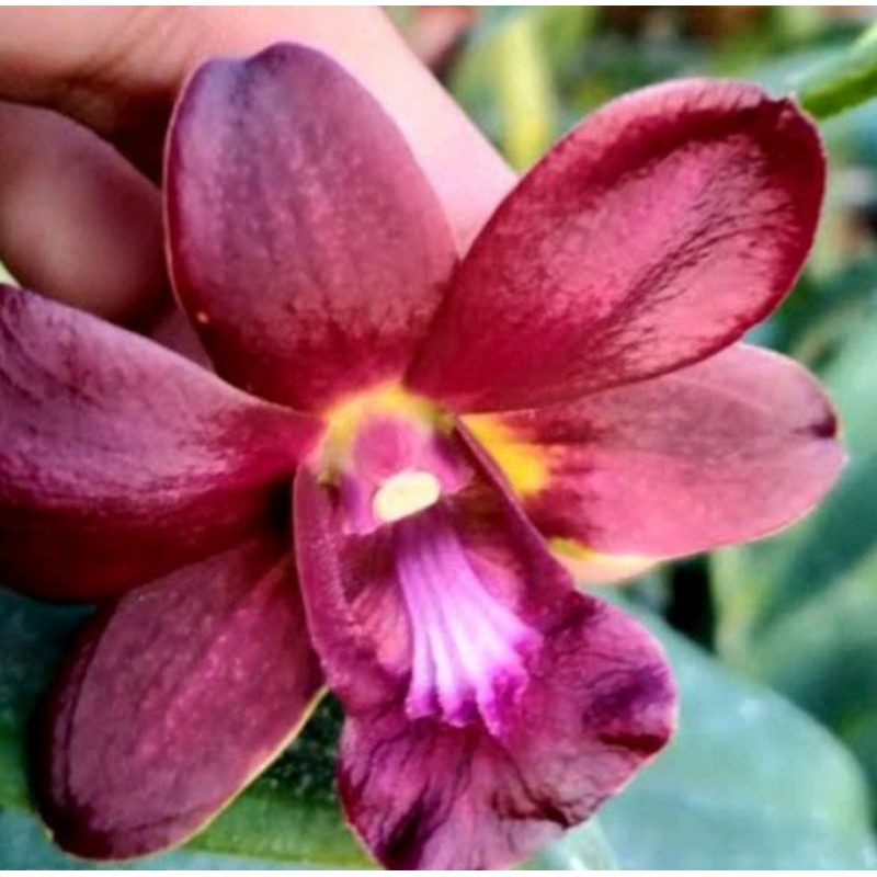 Jual Pohon Anggrek Dendrobium Bunga Merah Dewasa Sudah Spike | Shopee ...