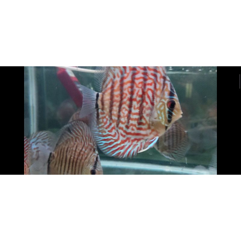 Jual Ikan Discus Mozaik 2,5 inch | Shopee Indonesia