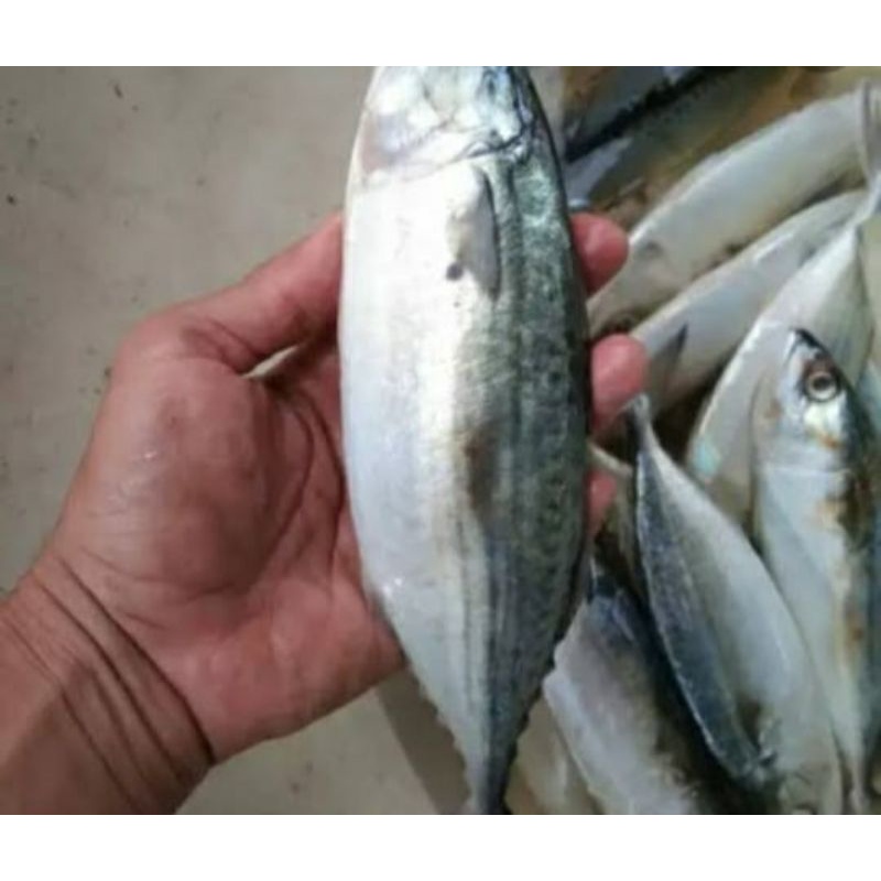 Jual Ikan Kembung Banjar beku 1/2 Kg Bandung | Shopee Indonesia