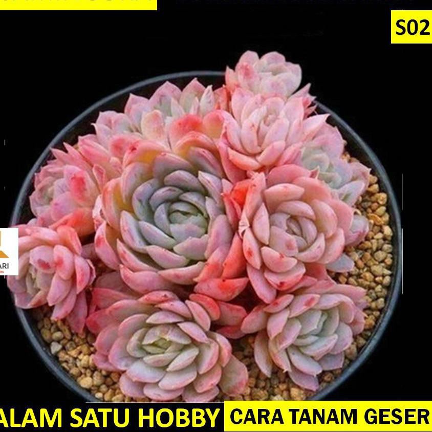 Jual Star Benih bunga sukulen bibit succulent biji sekulen tanaman unik ...