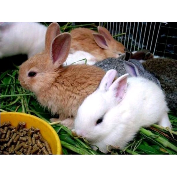 Jual KELINCI LOKAL | Shopee Indonesia