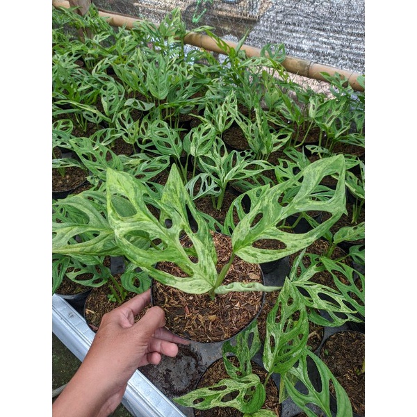 Jual Monstera Adansonii Variegata / janda bolong Varigata lokal (ORI ...