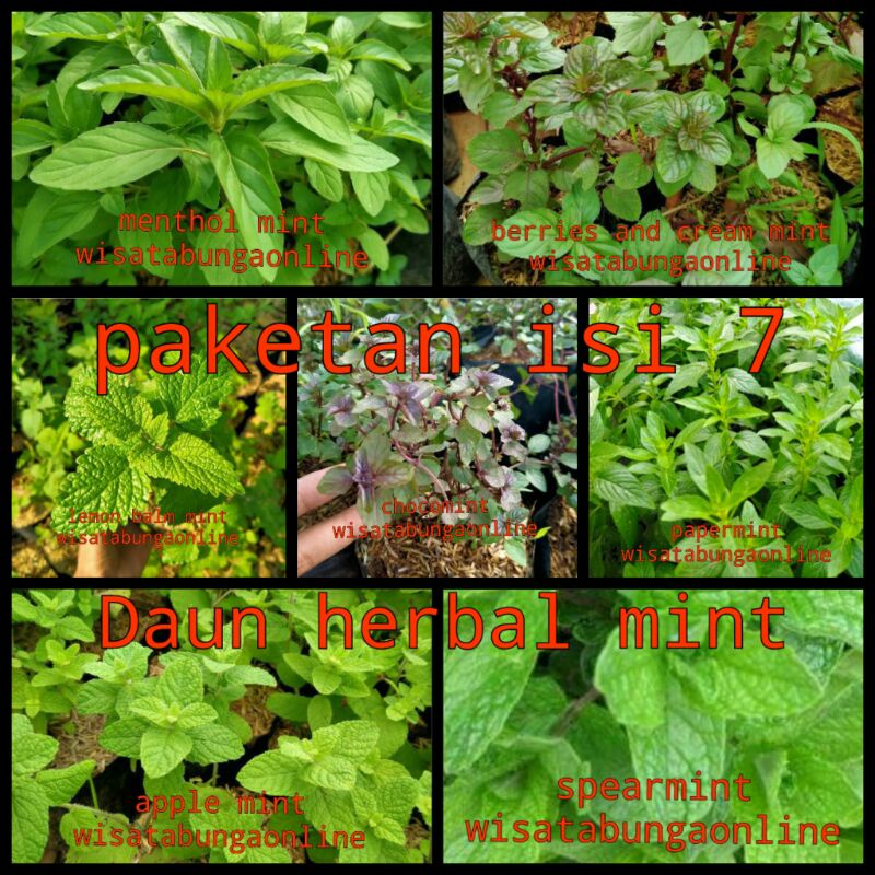 Jual paketan isi 7 jenis daun herbal mint | Shopee Indonesia