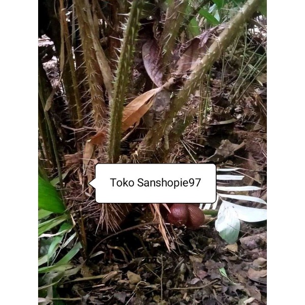 Jual Batangg pohon salak utuh panjang 20-30cm 5 batang | Shopee Indonesia