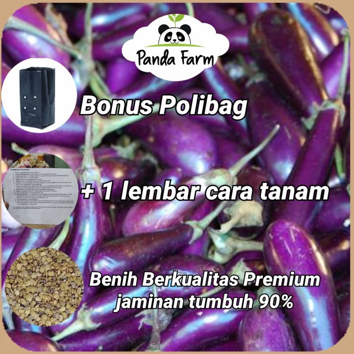 Jual NEW isi Puluhan benih biji bibit terong ungu Unggul tahan penyakit | Shopee Indonesia