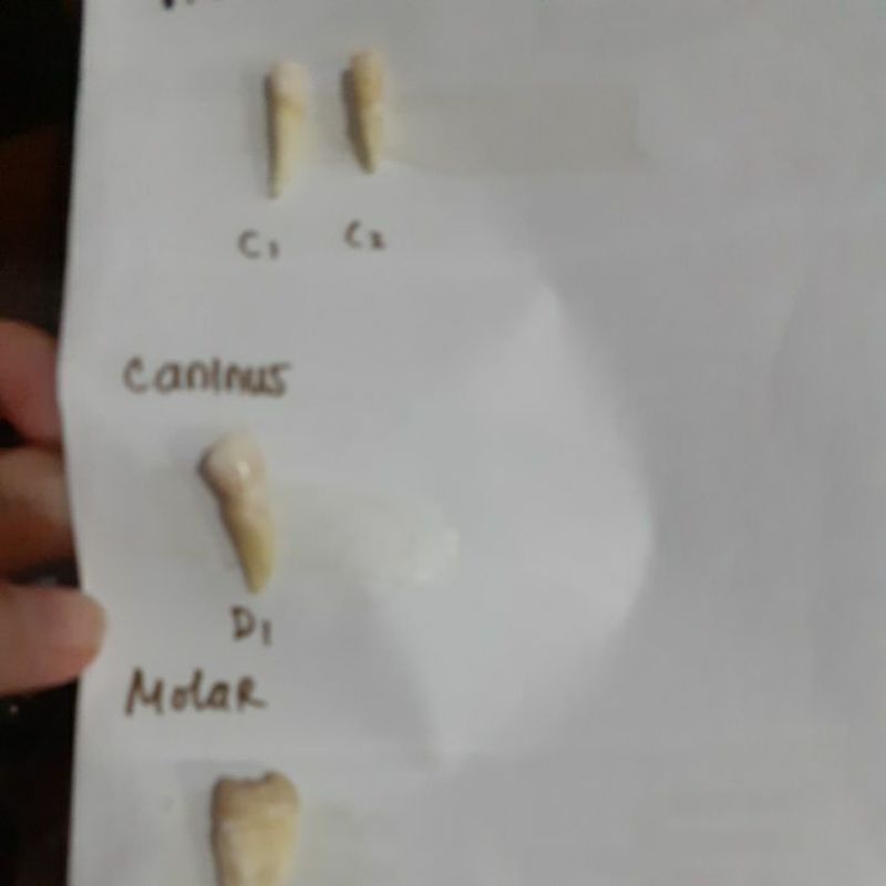 Jual gigi praktikum kedokteran gigi insisivus, caninus, premolar, molar ...
