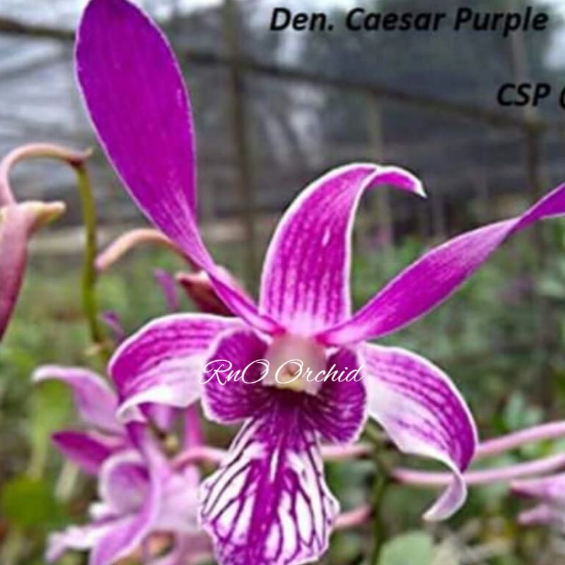 Jual Dendrobium Caesar Purple | Shopee Indonesia