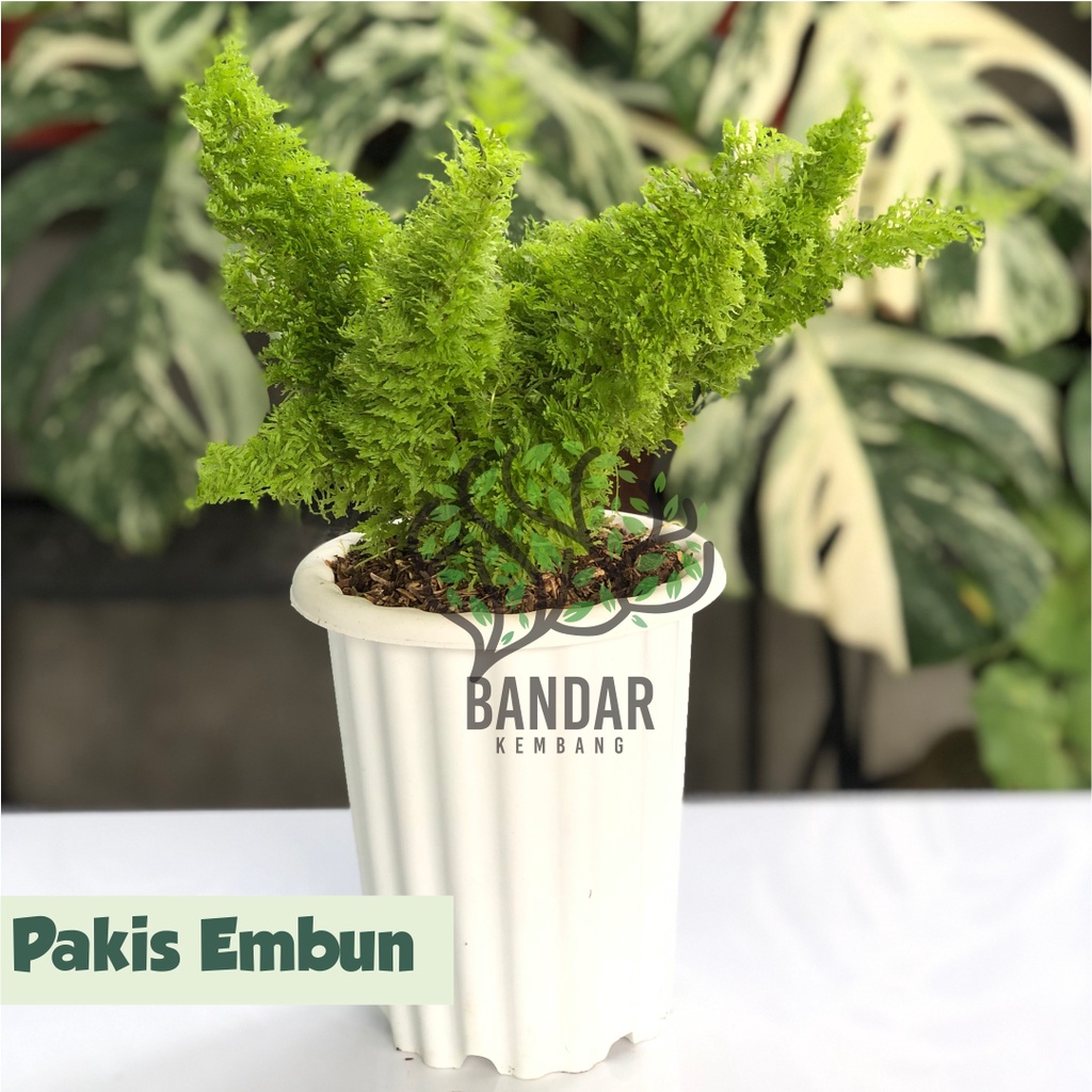 Jual Tanaman Hias Pakis Embun/Pakis Mikro/Boston Kriting/Pakis Mini ...
