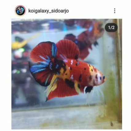 Jual male nemo grade | Shopee Indonesia