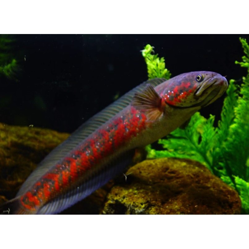 Jual Channa Asiatica Red Strip RS Pure Beli 5 Gratis 1 Size 8 up to 10 ...