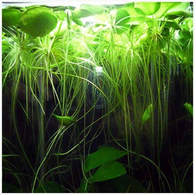 Jual Tanaman air aquascape penyerap amoniak/AMAZON FROGBIT plant ...