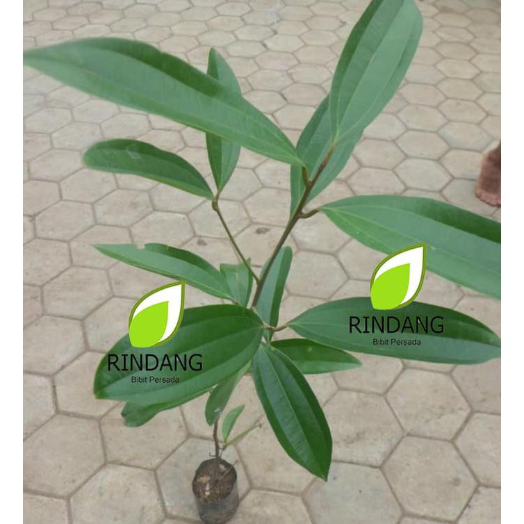 Jual Reb0N Bibit Tanaman Kayu Manis I Tanaman Obat Kayu Manis | Shopee ...