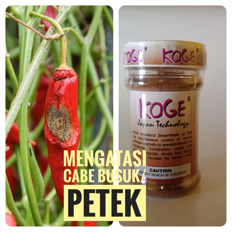 Jual Koge Obat pertanian Obat cabe busuk obat cabe kemasan 100 gram ...