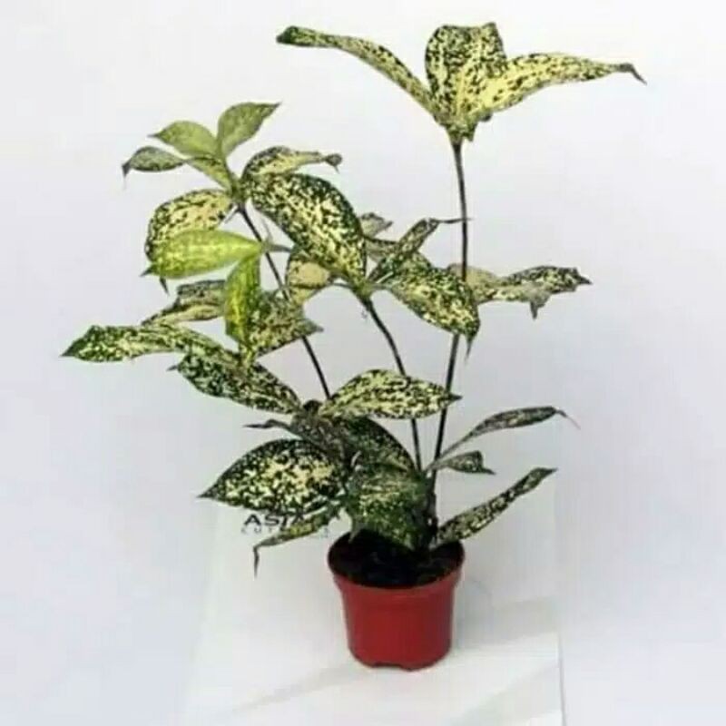 Jual Tanaman Hias Hidup Dracena Florida Bunga Indoor Outdoor | Shopee ...