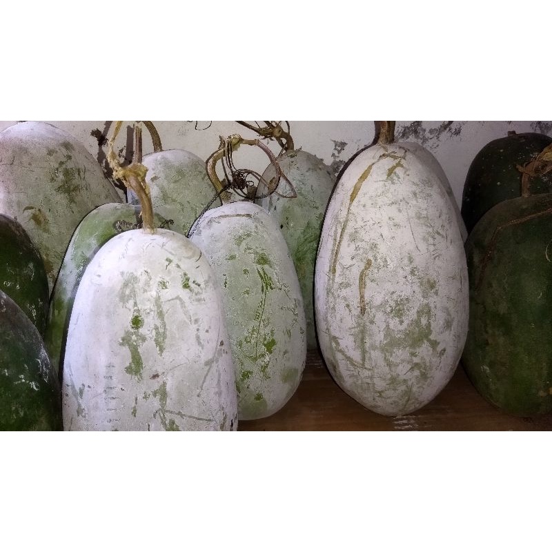 Jual buah bligo/kundur/gundur/blonceng/wintermelon (ukuran besar ...