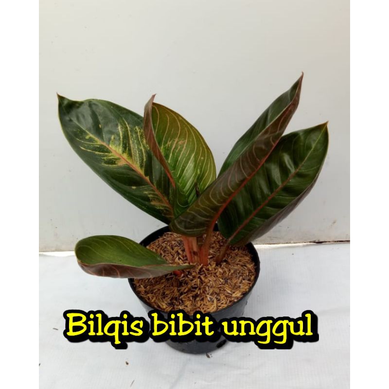 Jual bunga aglonema monlight Moonlight gerhana super (bunga aglonema ...