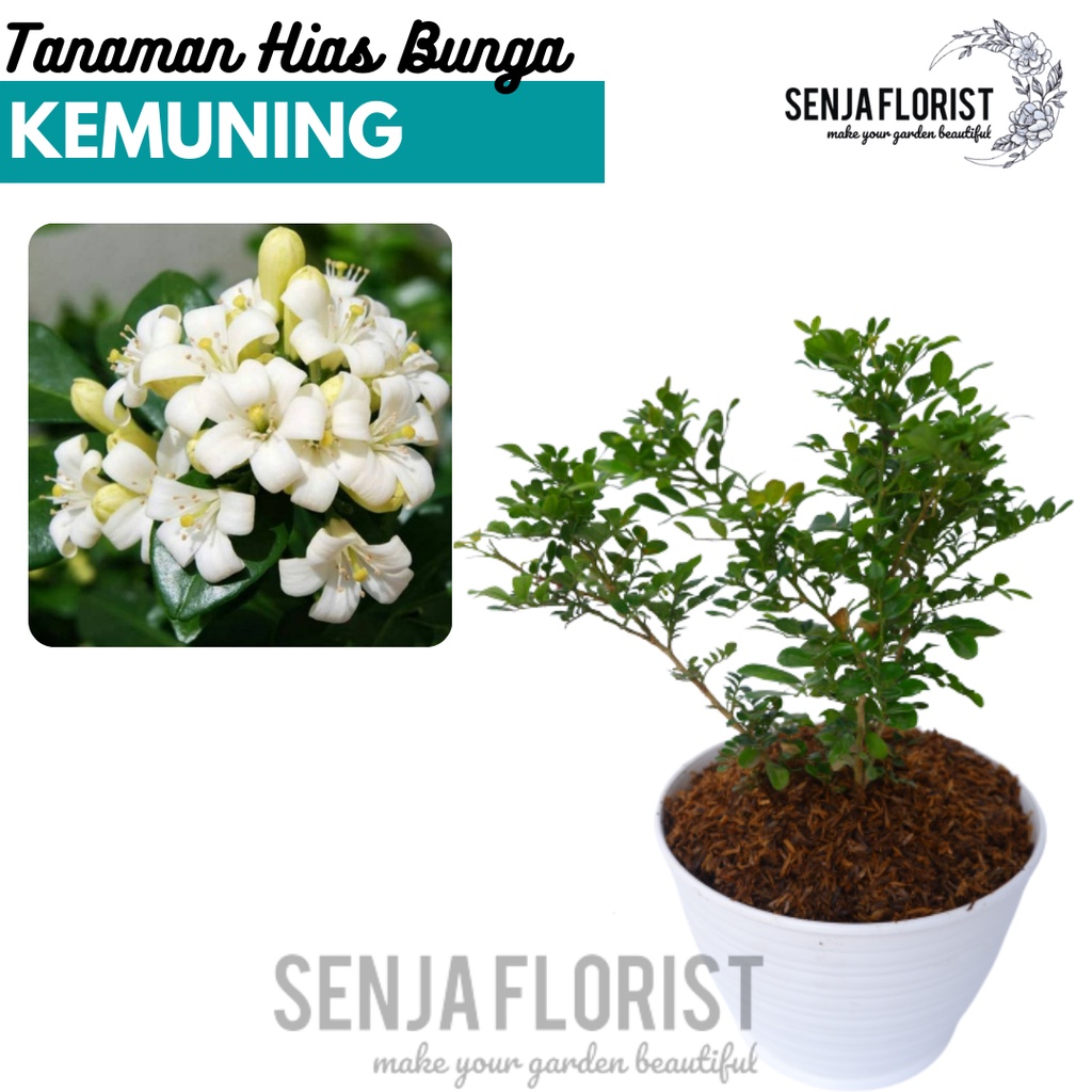 Jual Tanaman Bunga Kemuning - Murraya Paniculata | Shopee Indonesia