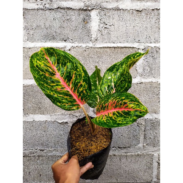 Jual Aglonema Bigpapa Bunga Aglo Big Papa Segar Cantik Mewah Bongsor ...