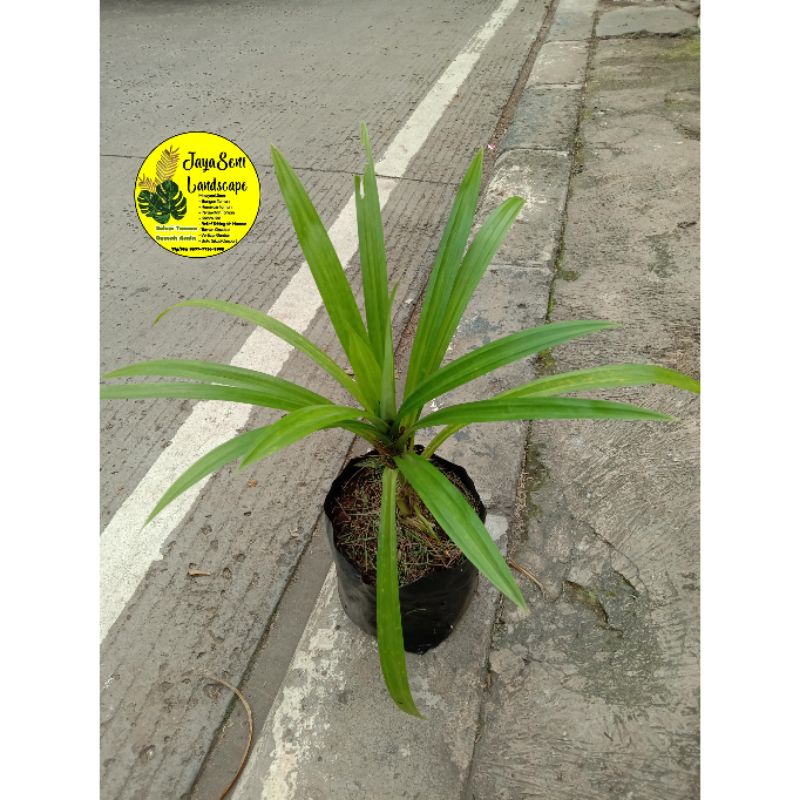 Jual TANAMAN HIAS DAUN PANDAN + POT HITAM | Shopee Indonesia