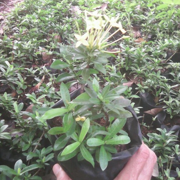 Jual Bibit Tanaman Asoka India Kuning Murah/ Bunga Asoka India Tanaman ...