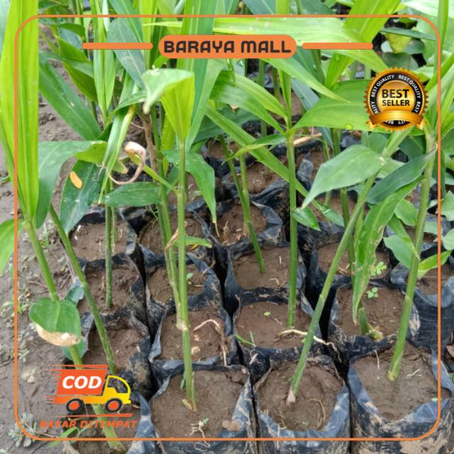 Jual Bibit Jahe Gajah Super Bertunas Perbatang / Jahe Putih / Jahe ...