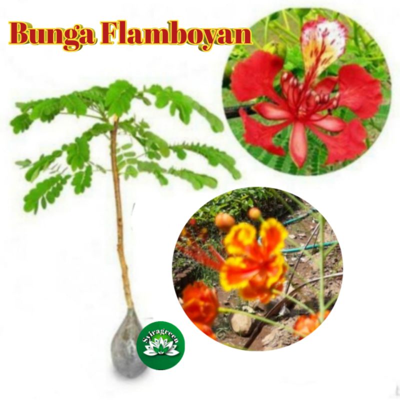 Jual Bibit bunga Flamboyan | Shopee Indonesia