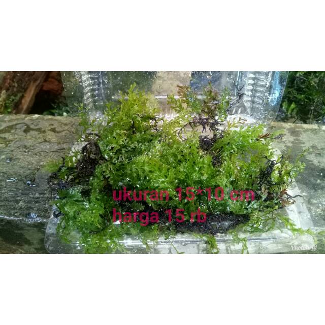 Jual Crepydomnes sp hummel porsi mika karpet/ pohon /pot /bunga ...