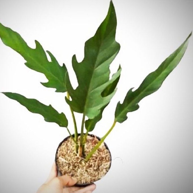 Jual NEW Philodendron Crocodile Tanaman Hias Philodendroon Gergaji ...