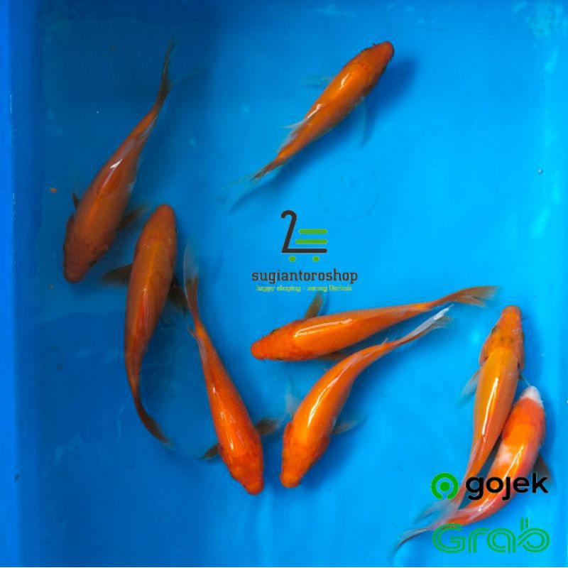 Jual bibit ikan mas koi merah / benigoi 12-15 cm | Shopee Indonesia