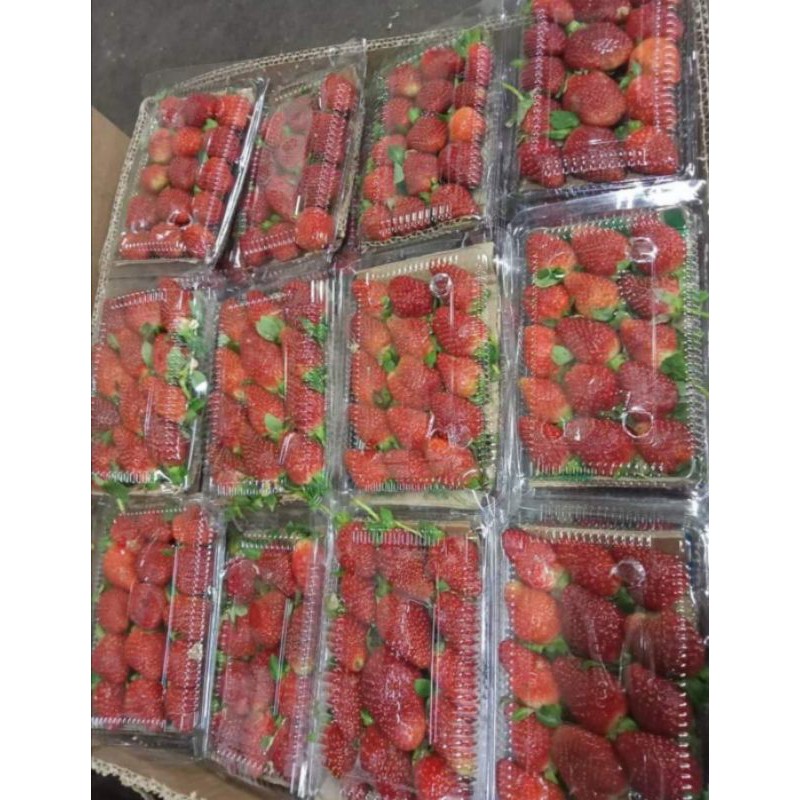 Jual Buah Strawberry segar 1 pack Stroberi buah Fresh | Shopee Indonesia