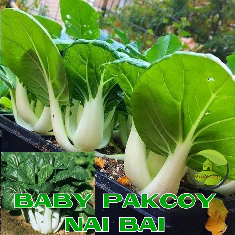 Jual Benih Bibit Baby Pakcoy Pakcoy Nai Bai Baby Pakchoy | Shopee Indonesia
