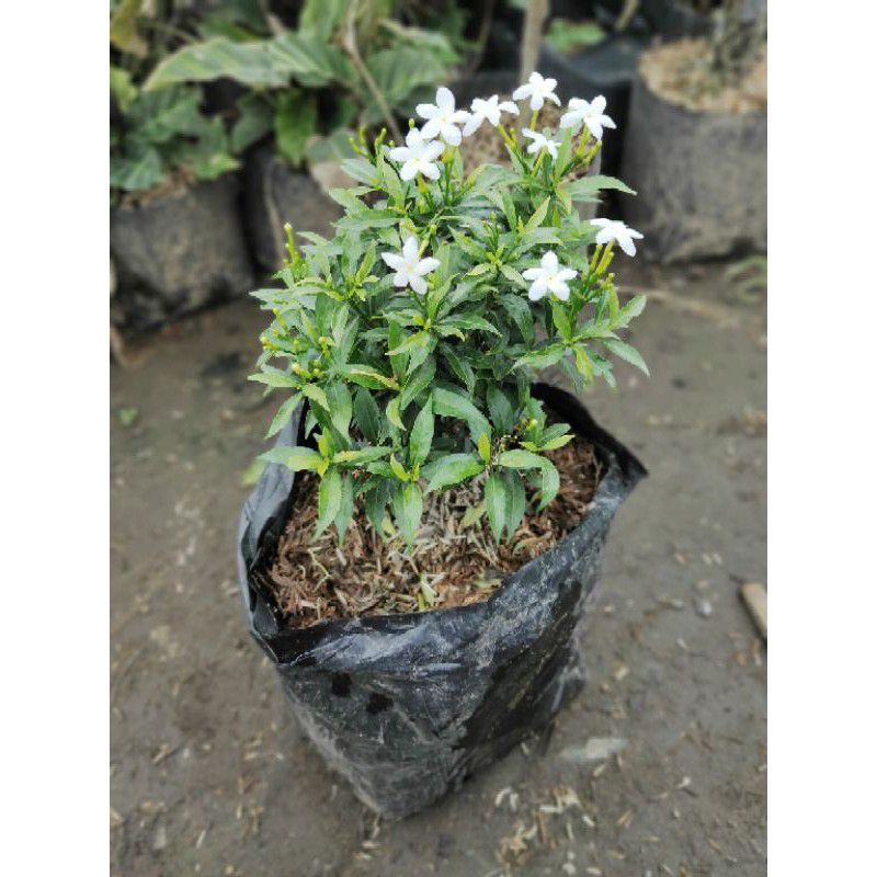 Jual Tanaman Hias Rombusa Mini | Shopee Indonesia