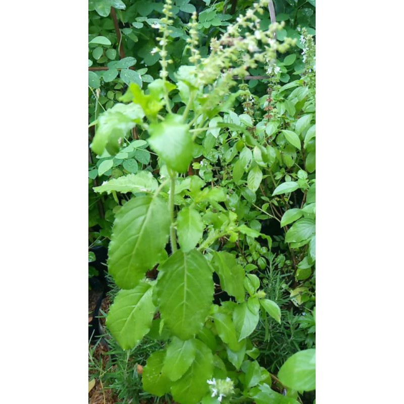 Jual Daun ruku ruku segar bumbu dapur herbal | Shopee Indonesia