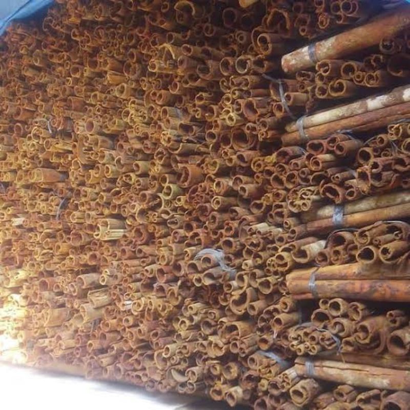 Jual kayu raru obat diabetes asli sumatera, perbatang/500 gram | Shopee ...