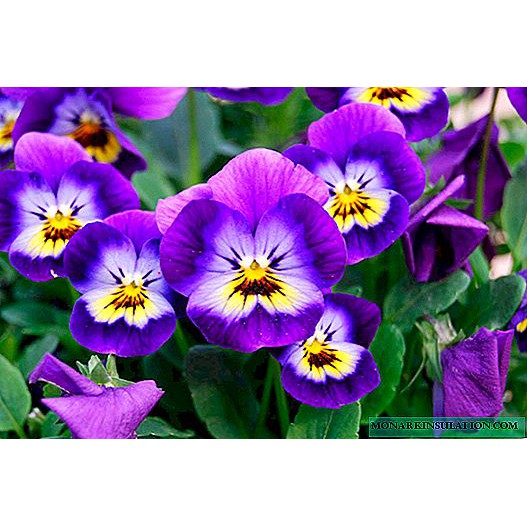 Jual Bibit Benih Biji Bunga Viola Purple - Biji Tanaman Pohon Bunga ...