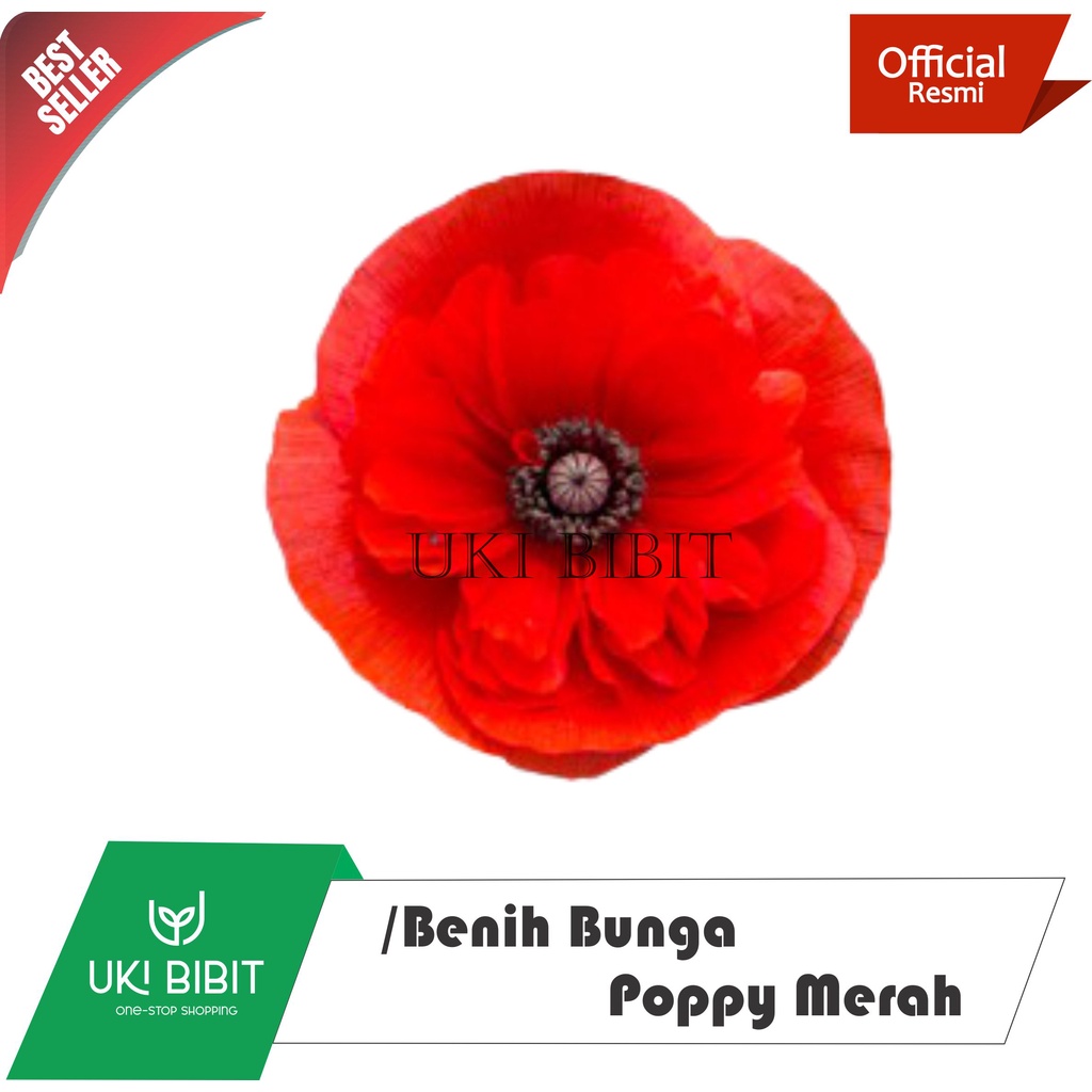 Jual ( 10 Butir ) Benih Biji Bunga Poppy Merah | Red Poppy | Papaver ...
