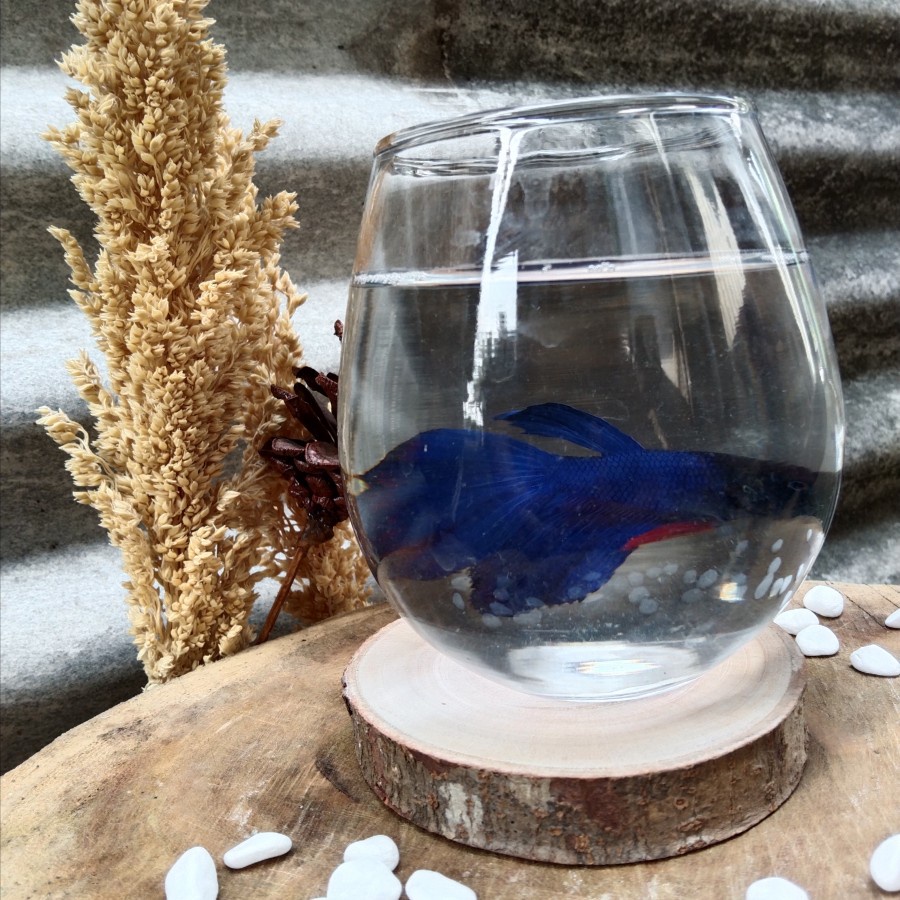 Jual PAKET VAS AQUARIUM TATAKAN KAYU MINI TERRARIUM MEDIUM IKAN CUPANG ...