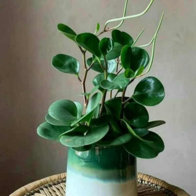 Jual Tanaman hias hidup peperomia hijau - jade tanaman indoor Tanaman ...