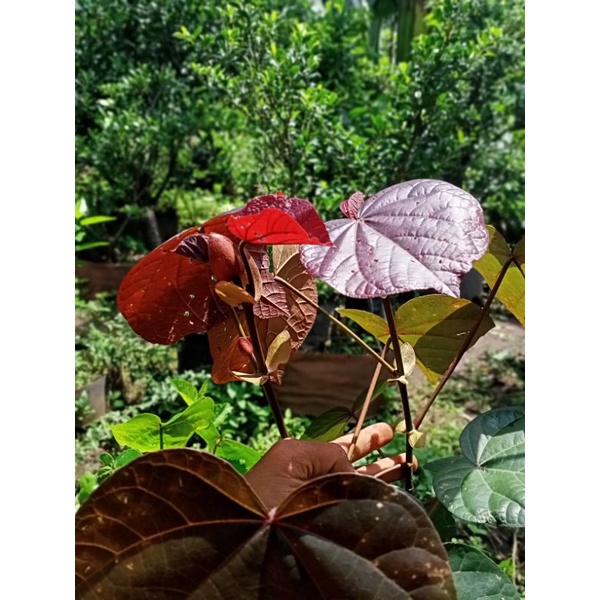 Jual waru merah (superred) | Shopee Indonesia