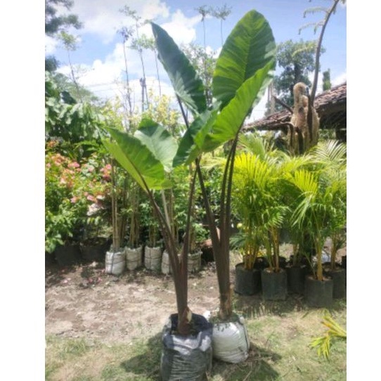 Jual Tanaman Hias Sente Hitam Batang Hijau 60-80 cm/Sente hijau Batang ...