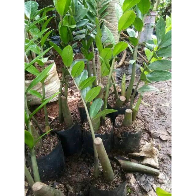 Jual Tanaman hias dolar Zamiifolia - zamioculcas zamiifolia - dolar ...