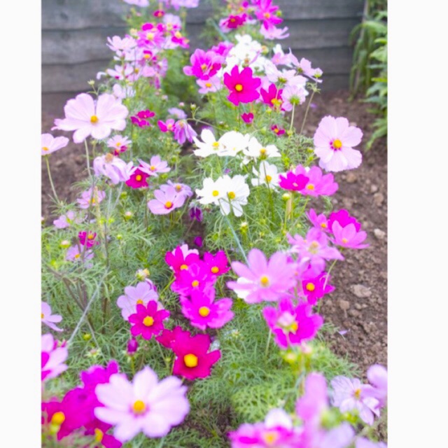Jual Tanaman bunga cosmos dwarf | Shopee Indonesia