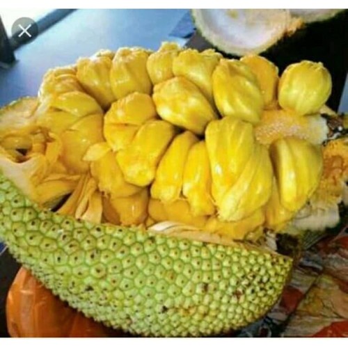 Jual Bibit Tanaman Cempedak (Artocarpus champeden) Hasil Okulasi Cepat ...