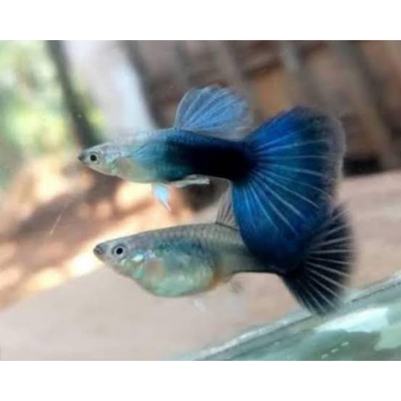 Jual Ikan hias Guppy HB blue sepasang | Shopee Indonesia
