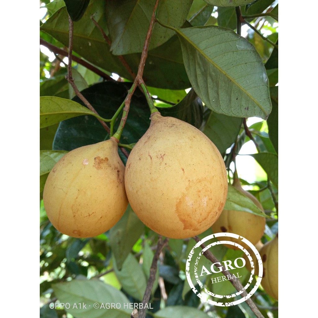 Jual Buah Pala Utuh Segar 1 Kg | Shopee Indonesia