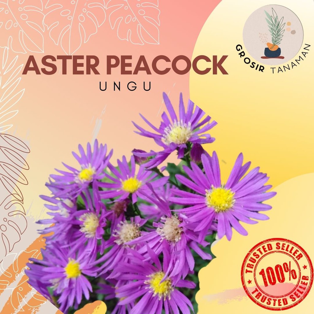 Jual Tanaman Hias Bunga Aster Pikok/Peacock Ungu | Shopee Indonesia
