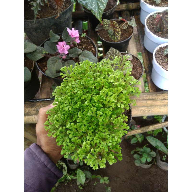 Jual Rumput papua tanaman hias murah dan cantik | Shopee Indonesia