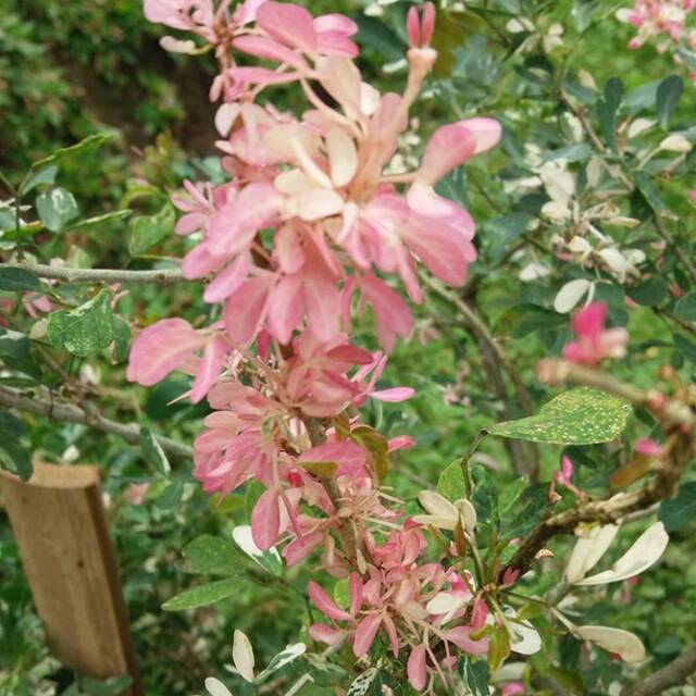 Jual Bibit Tanaman Asem Belanda | Shopee Indonesia